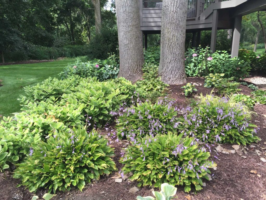 The Importance of Splitting Your Plants