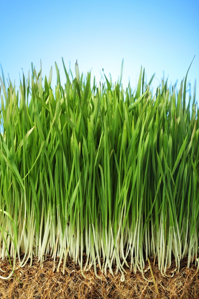 Which Types of Grass Will Endure the Winter