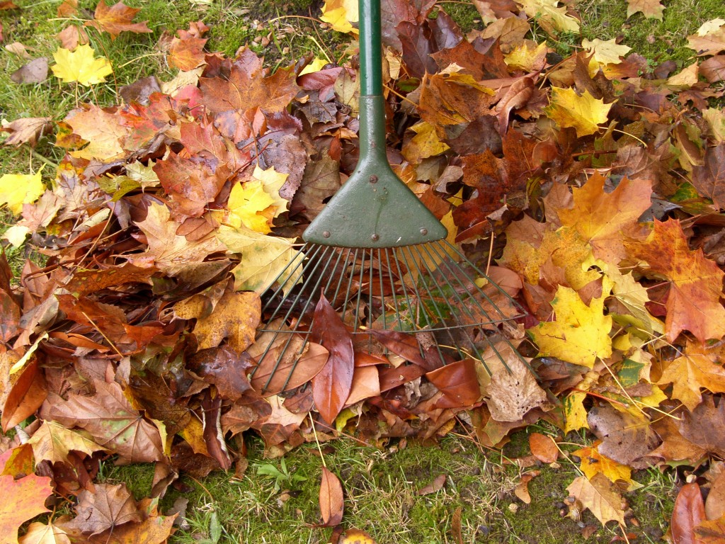 Preparing Your Ann Arbor MI Lawn for Fall