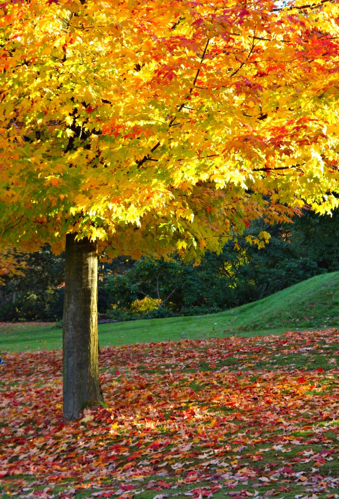 Why You Should Consider Planting a Shade Tree in Your Yard