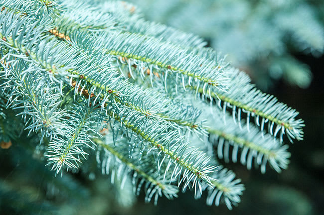 Blue Spruce Tree Blight