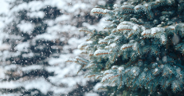 How to Identify and Treat Spruce Decline