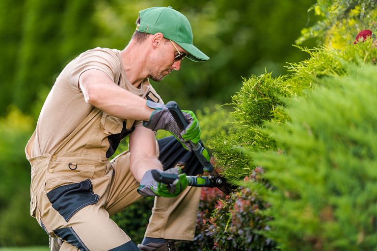 Proper Pruning Tips for Ann Arbor Plants & Flowers