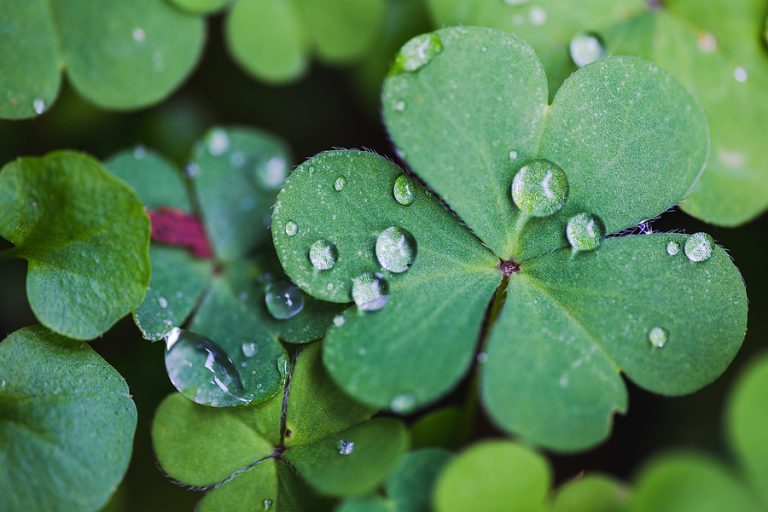 Adding Clover to Your Lawn